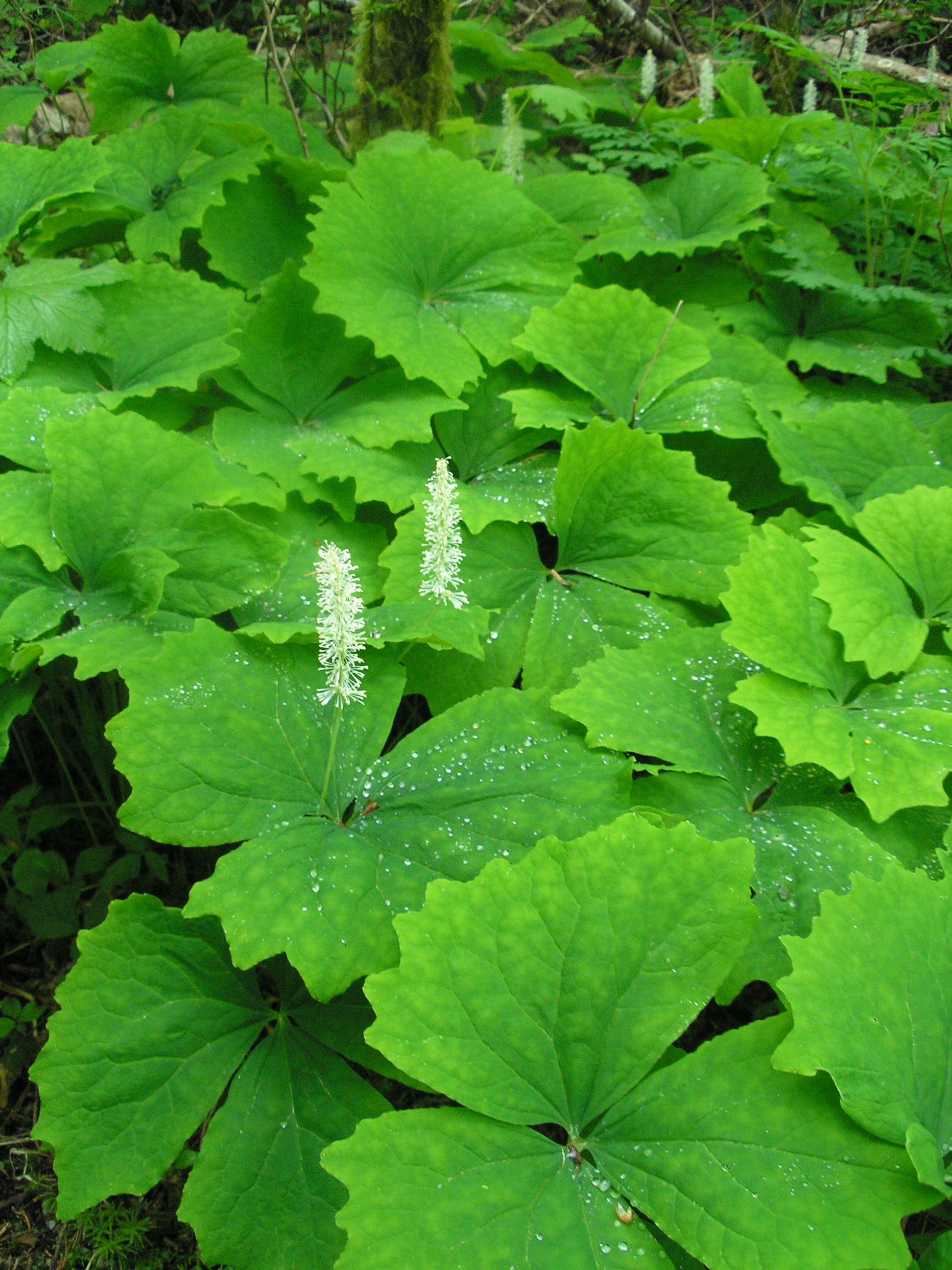 Achlys triphylla seeds (Vanilla Leaf) - Twining Vine Garden