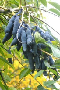 Decaisnea fargesii seeds (Blue Bean Shrub) - Twining Vine Garden