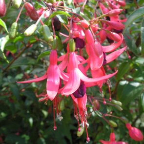 Fuchsia magellanica seed (Hardy Fuchsia) - Twining Vine Garden