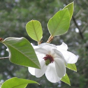 Magnolia wilsonii seeds (Wilson's Magnolia) - Twining Vine Garden