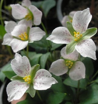 Trillium rivale seeds (Dwarf Wakerobin) - Twining Vine Garden