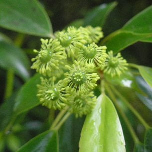 Trochodendron aralioides seeds (Cartwheel Tree) - Twining Vine Garden