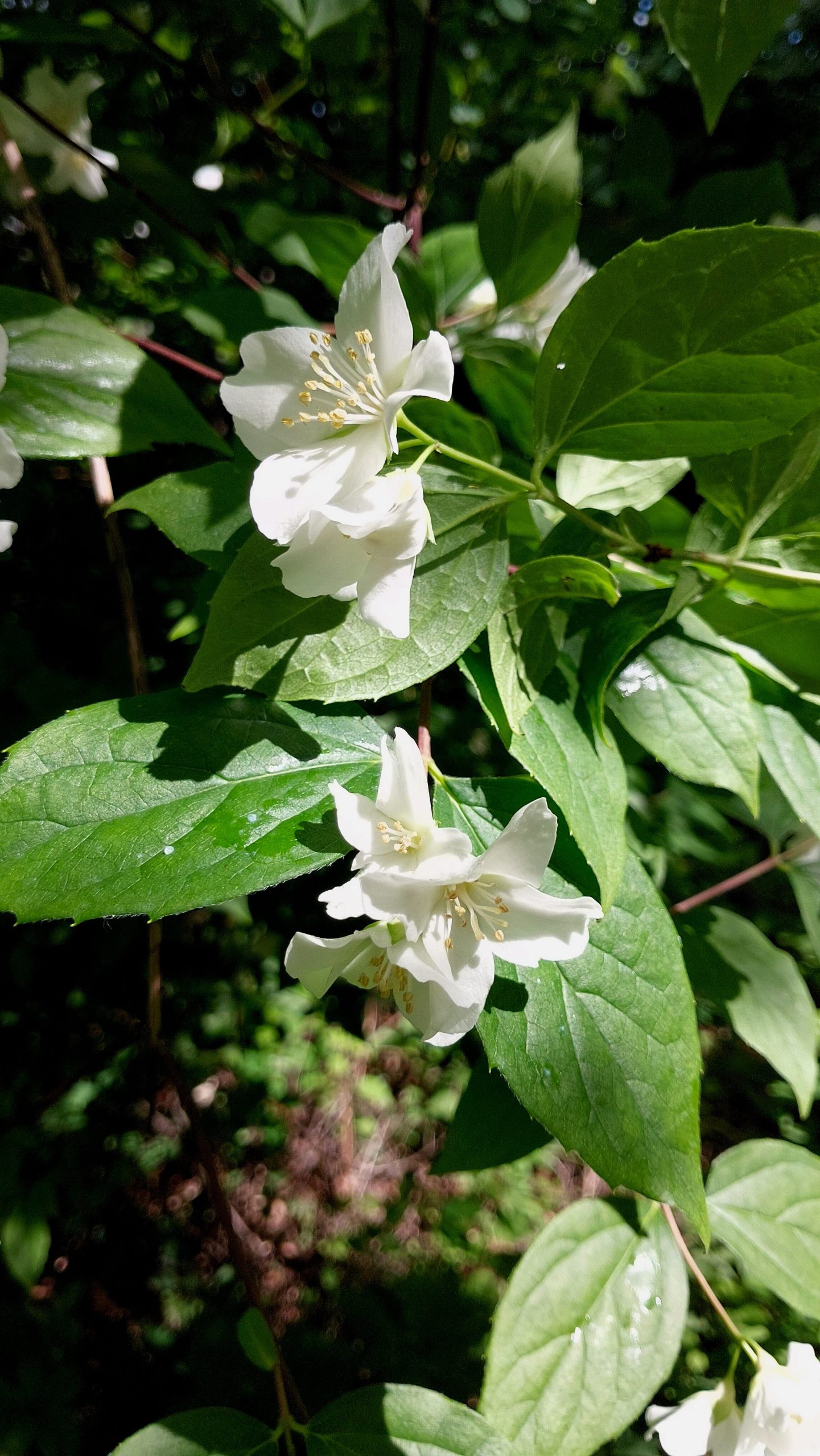 Philadelphus lewisii seeds (Mock Orange) - Twining Vine Garden