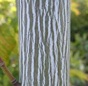 Acer pensylvanicum seeds (Moosewood maple) - Twining Vine Garden