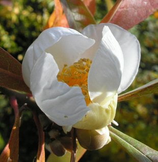 Franklinia alatamaha seeds (Franklin Tree) - Twining Vine Garden