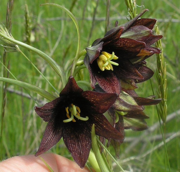 Fritillaria camschatcensis seeds (Northern Rice Root) - Twining Vine Garden