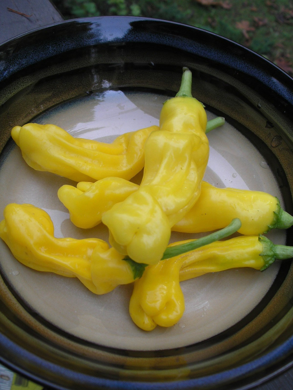 Yellow Peter Pepper seeds - Twining Vine Garden