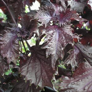 Shiso, Red seeds (Perilla frutescens) - Twining Vine Garden