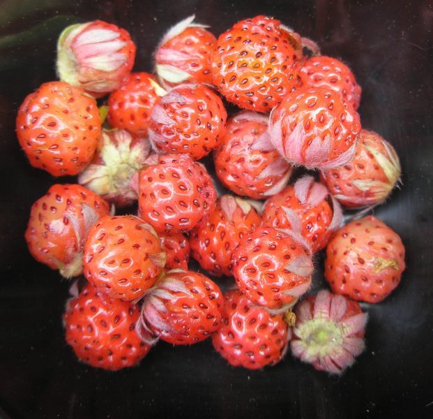 Fragaria virginiana seeds (Wild Strawberry) - Twining Vine Garden
