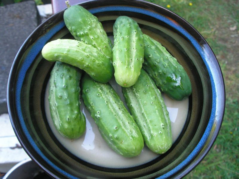 Cucumber 