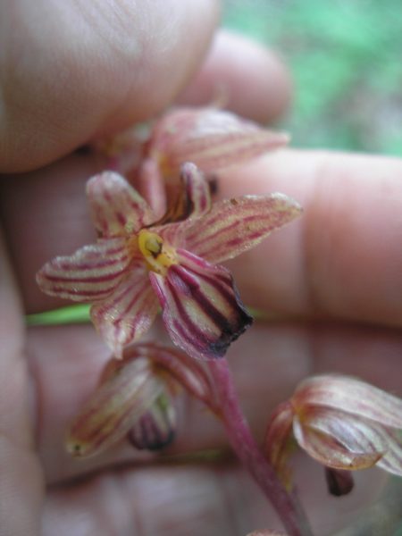 Corallorhiza striata seeds (Striped Coralroot Orchid) - Twining Vine Garden