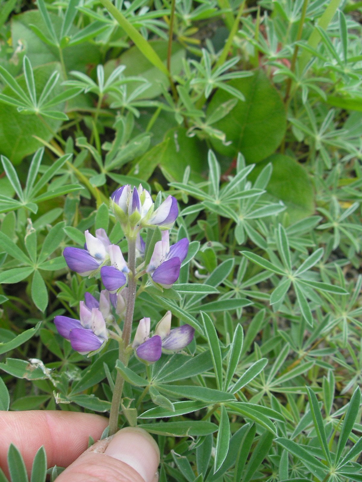 Lupinus littoralis seed (Seashore Lupine) - Twining Vine Garden