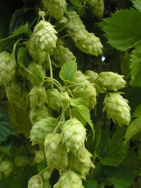 Humulus lupulus "Baynes Sound Hops" bareroot - Twining Vine Garden