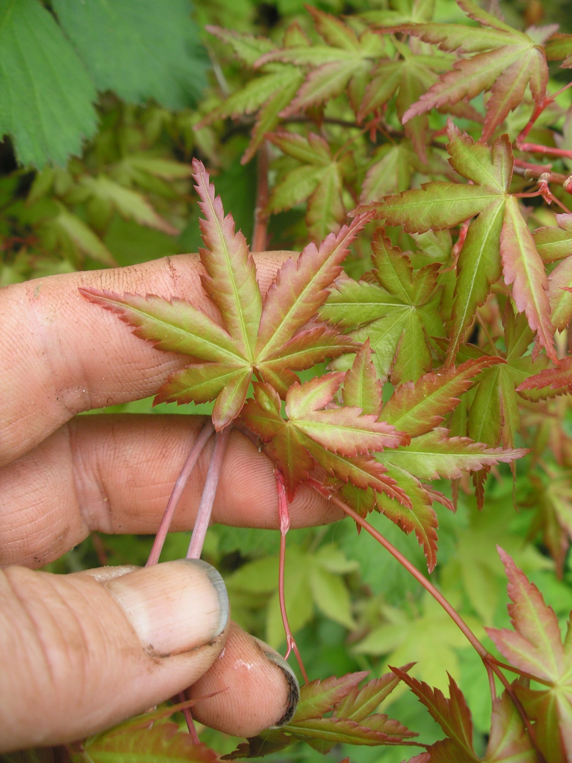 Acer palmatum small seed - Twining Vine Garden