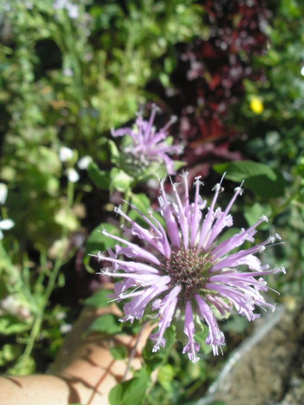 Monarda fistulosa seed (Wild Bee Balm) - Twining Vine Garden