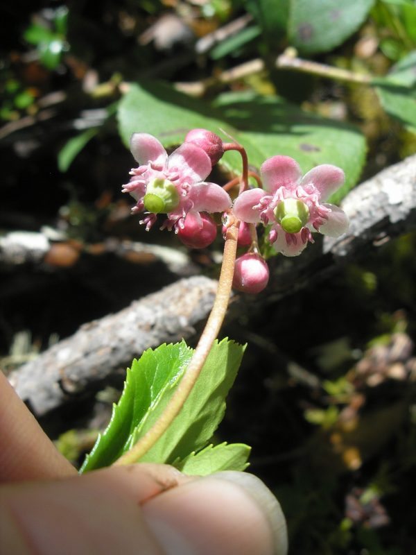 Chimaphila umbellata seed (Pipsissewa) - Twining Vine Garden