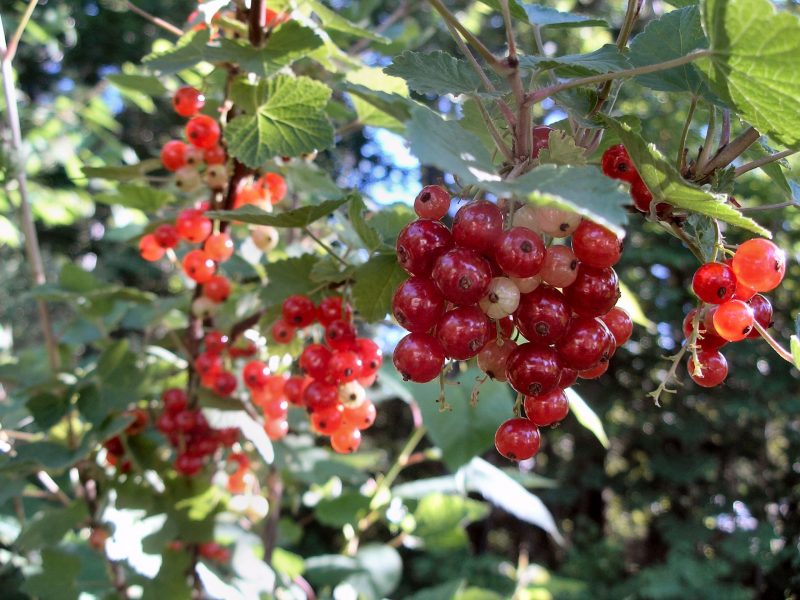 Ribes rubrum seed (Red Currant) - Twining Vine Garden