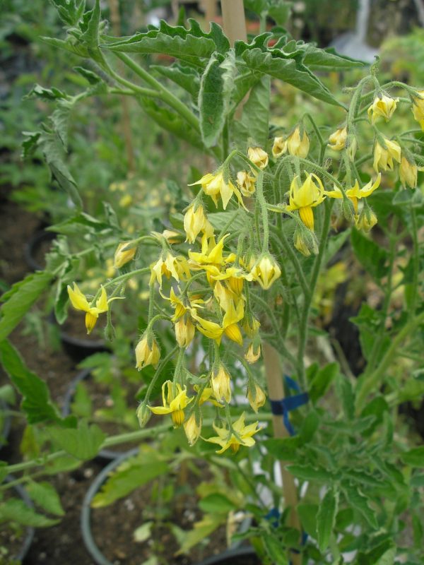 Galapagos Wild Tomato seeds (Solanum cheesemanii) - Twining Vine Garden