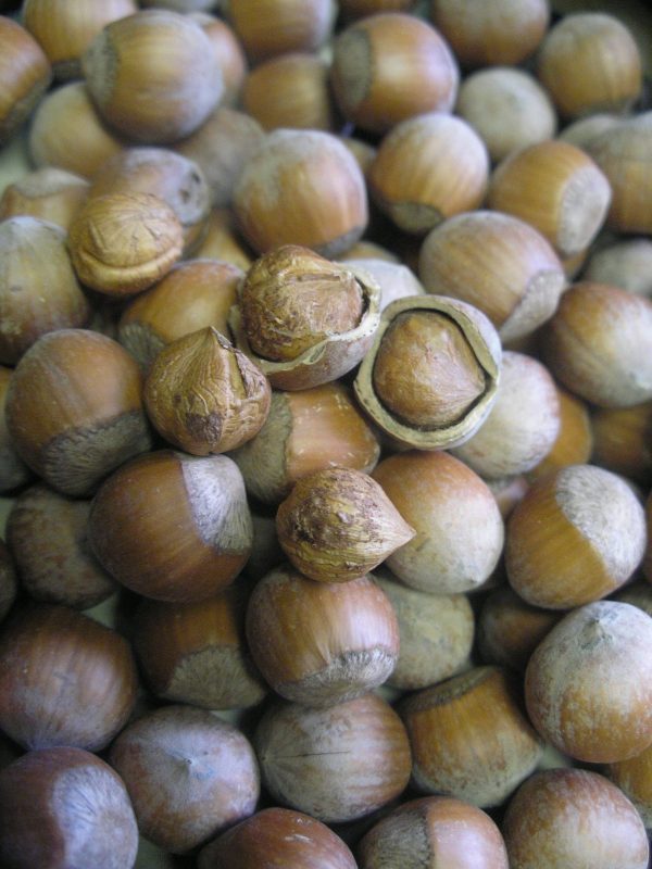 Hazelnut Bush Corylus Avellana Yamhill