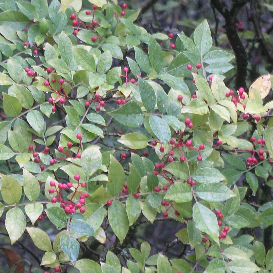 Zanthoxylum simulans seeds (Szechuan Pepper) - Twining Vine Garden