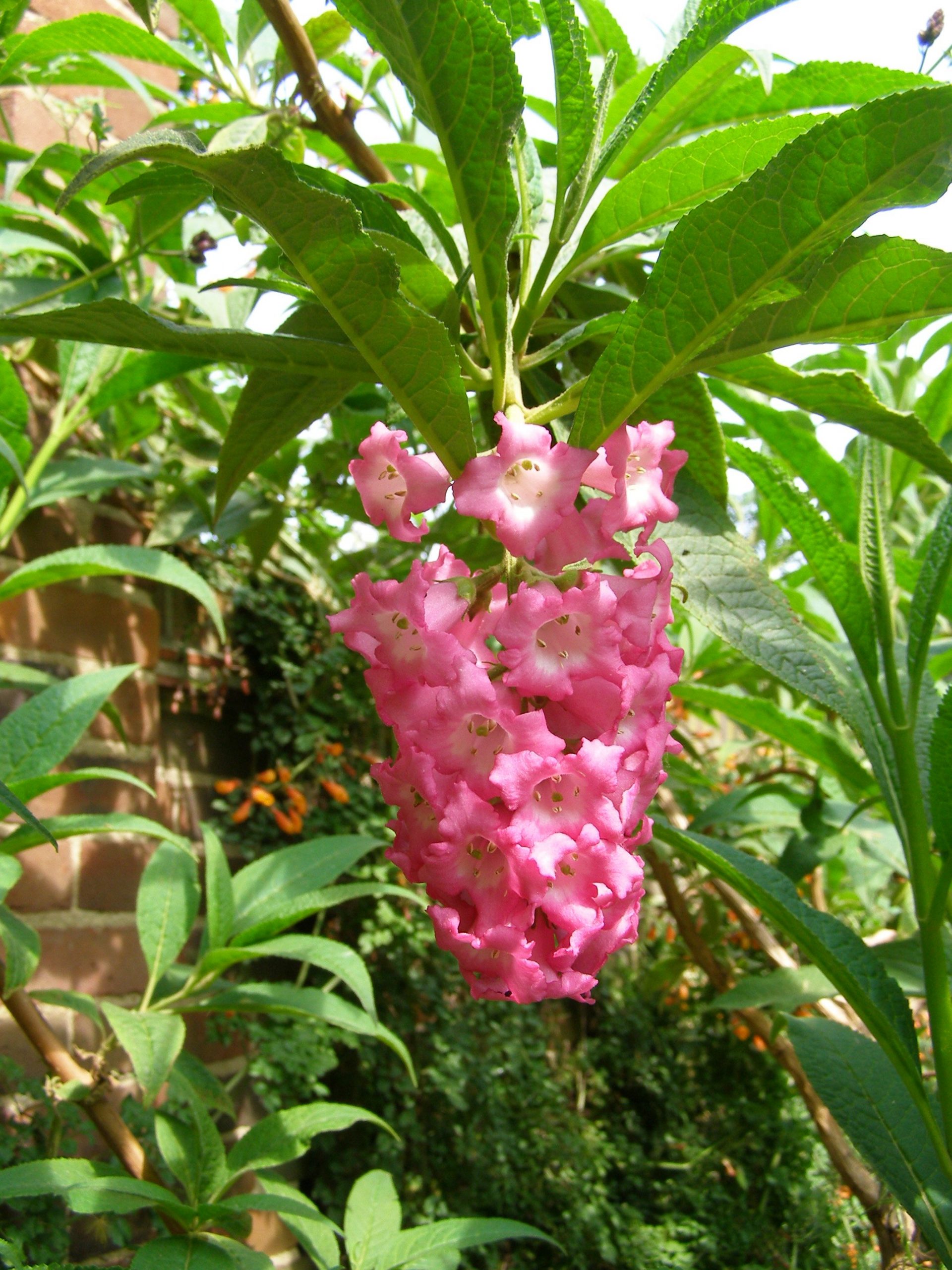 Buddleja colvilei seed (Himalayan Butterfly Bush) - Twining Vine Garden