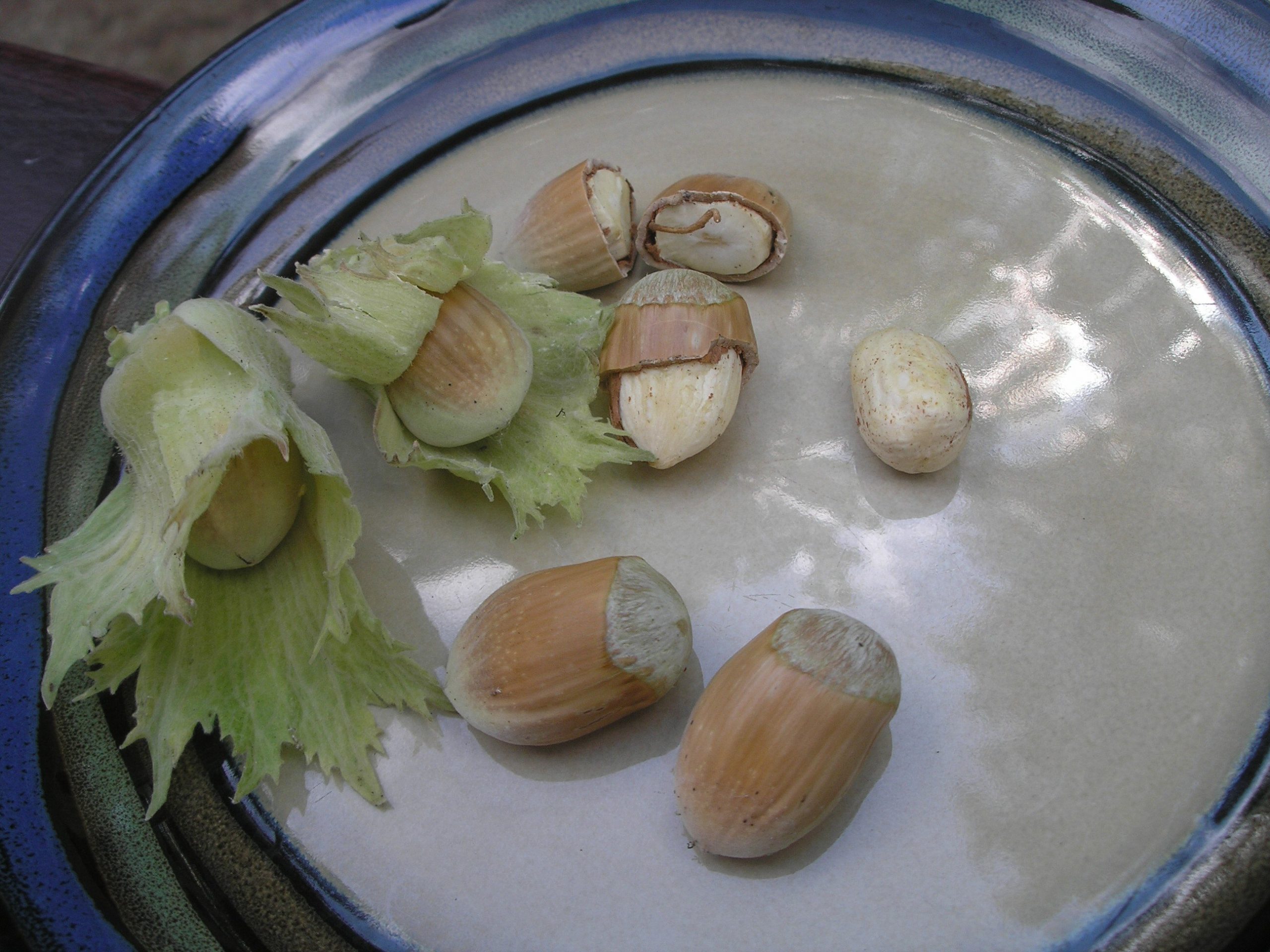 Corylus maxima "Kentish Cob" bareroot - Twining Vine Garden