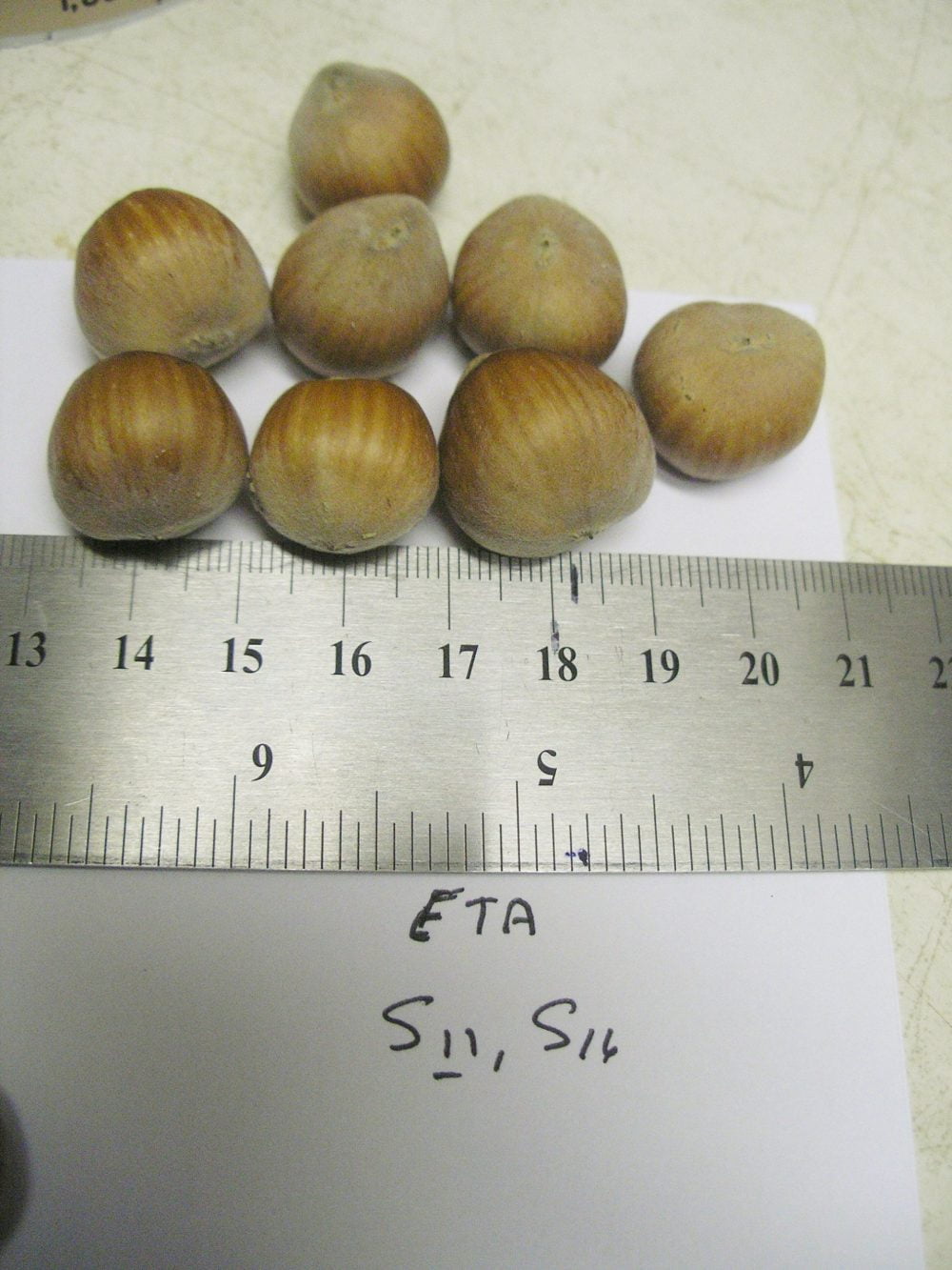 Corylus avellana “Eta” seeds (Eta Hazelnut) - Twining Vine Garden