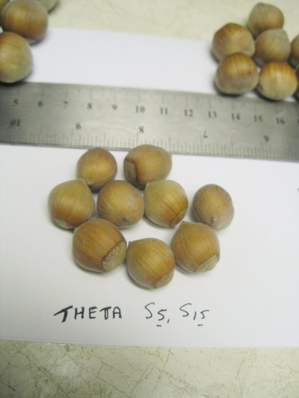 Corylus avellana “Theta” seeds (Theta Hazelnut) - Twining Vine Garden