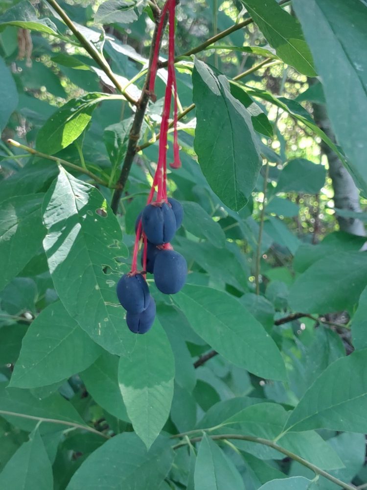 Oemleria cerasiformis seed (Indian Plum) - Twining Vine Garden