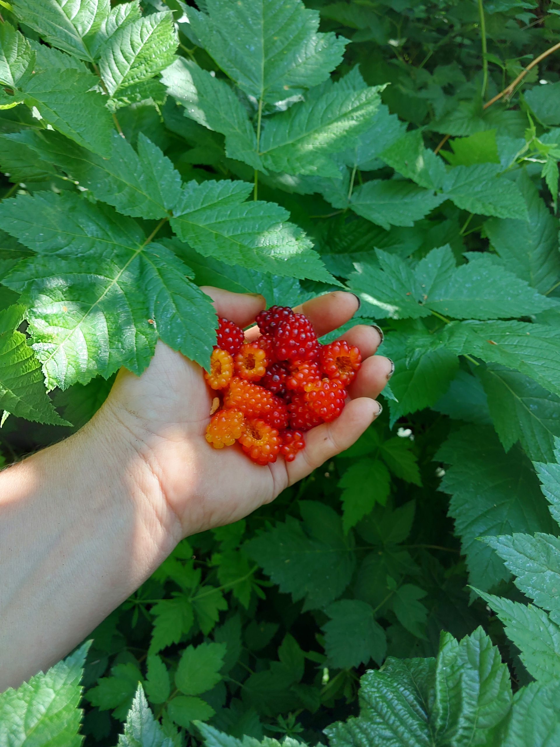 Rubus spectabilis seed (Salmonberry) - Twining Vine Garden