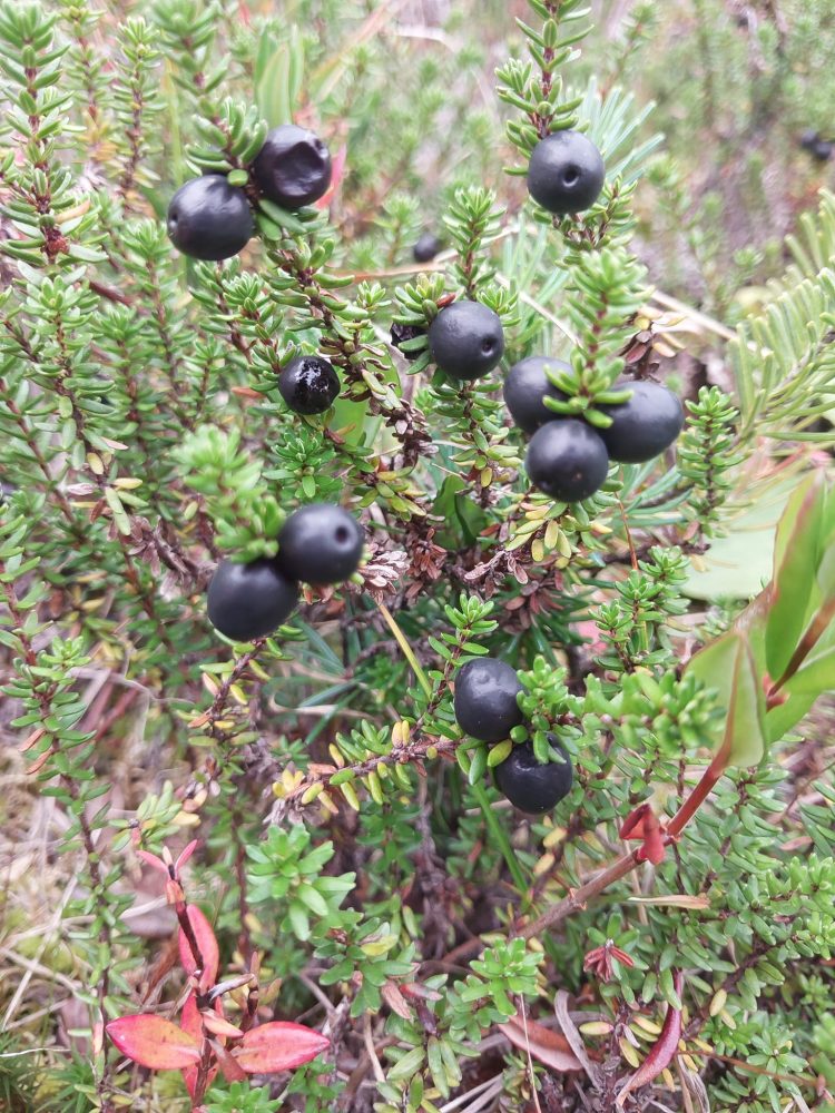 Empetrum nigrum seeds (Crowberry) - Twining Vine Garden