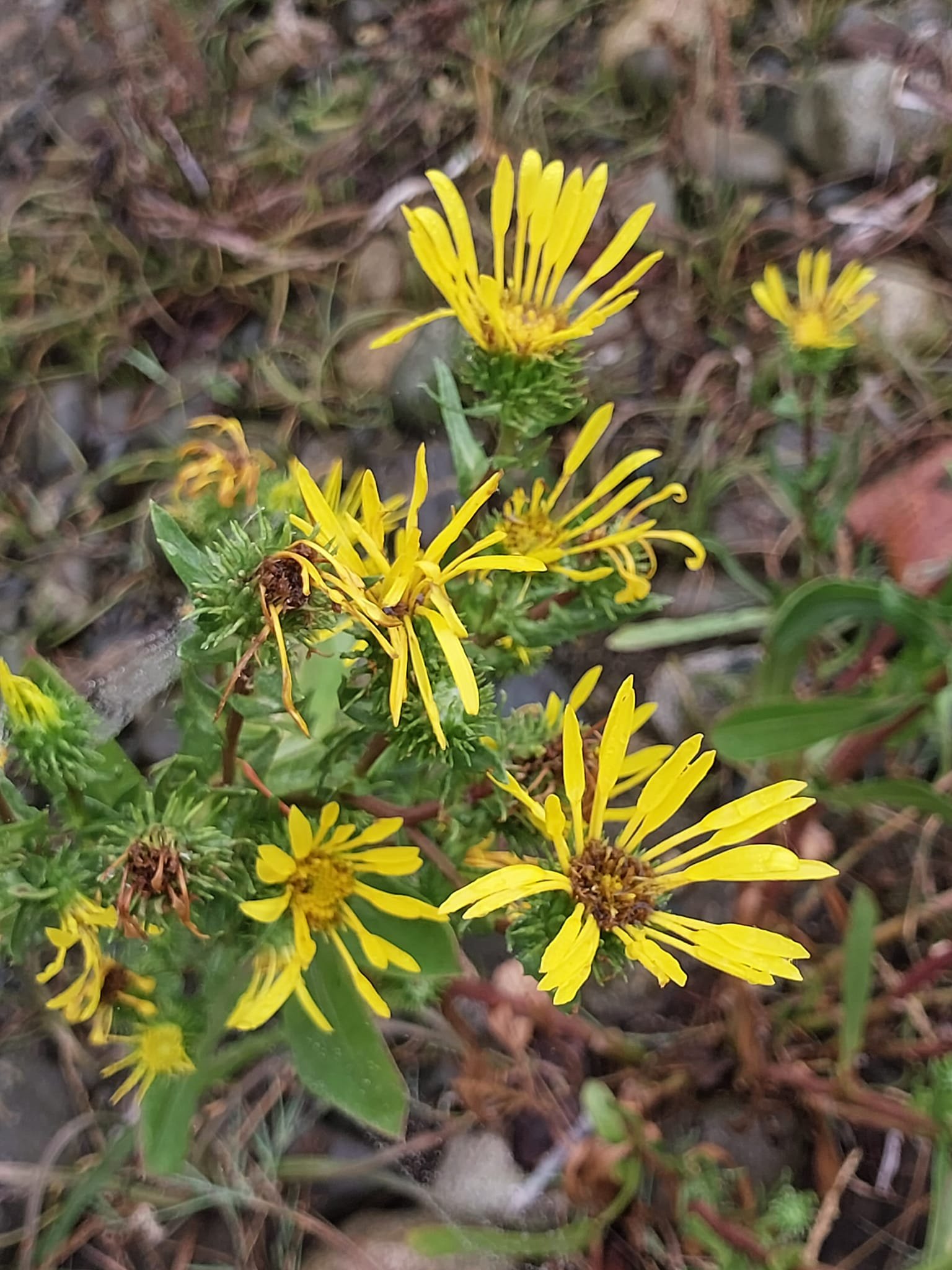 Grindelia integrifolia seeds (Puget Sound Gumweed) - Twining Vine Garden