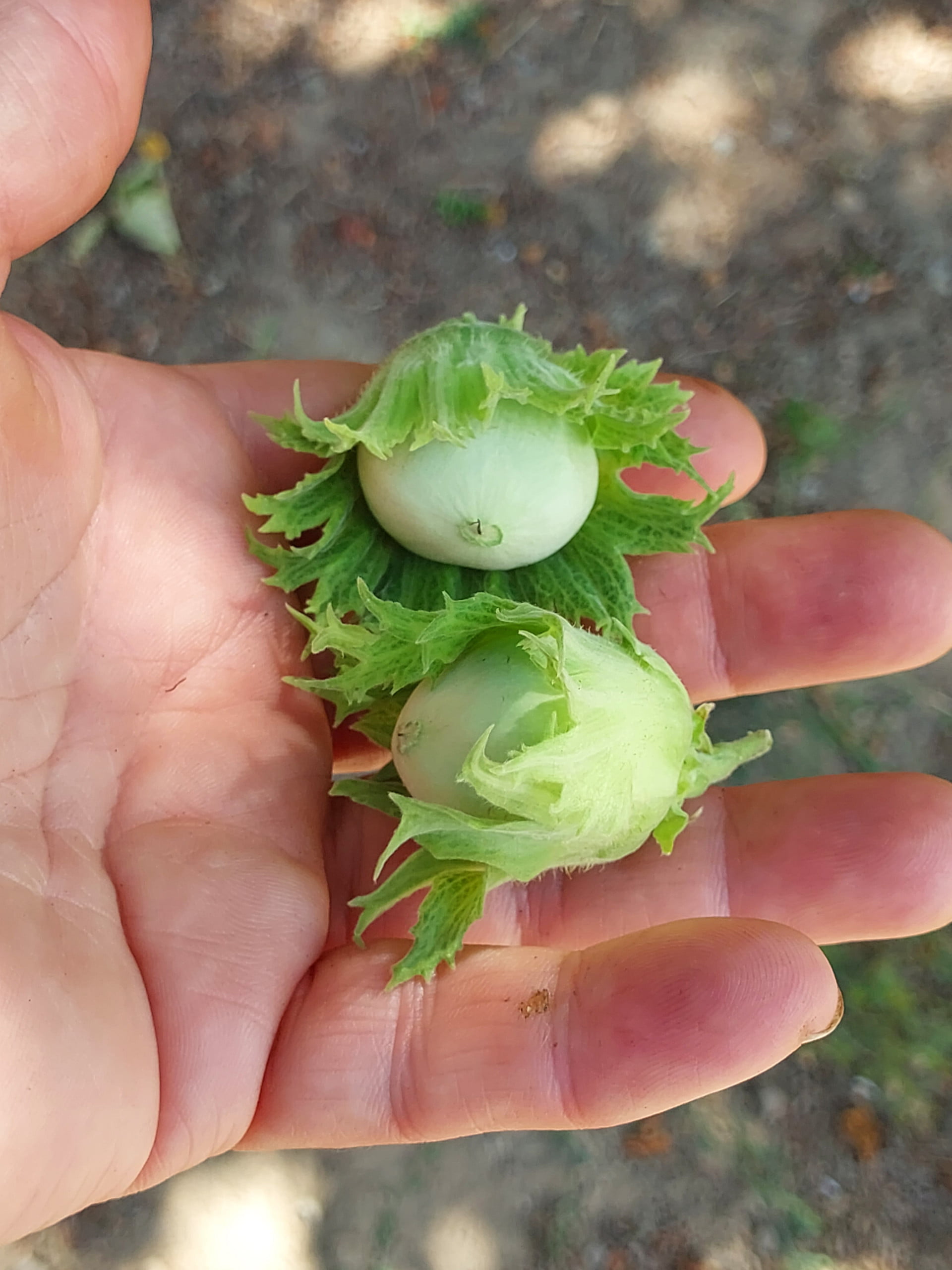 Corylus avellana "Sacajawea" hazelnut seed - Twining Vine Garden
