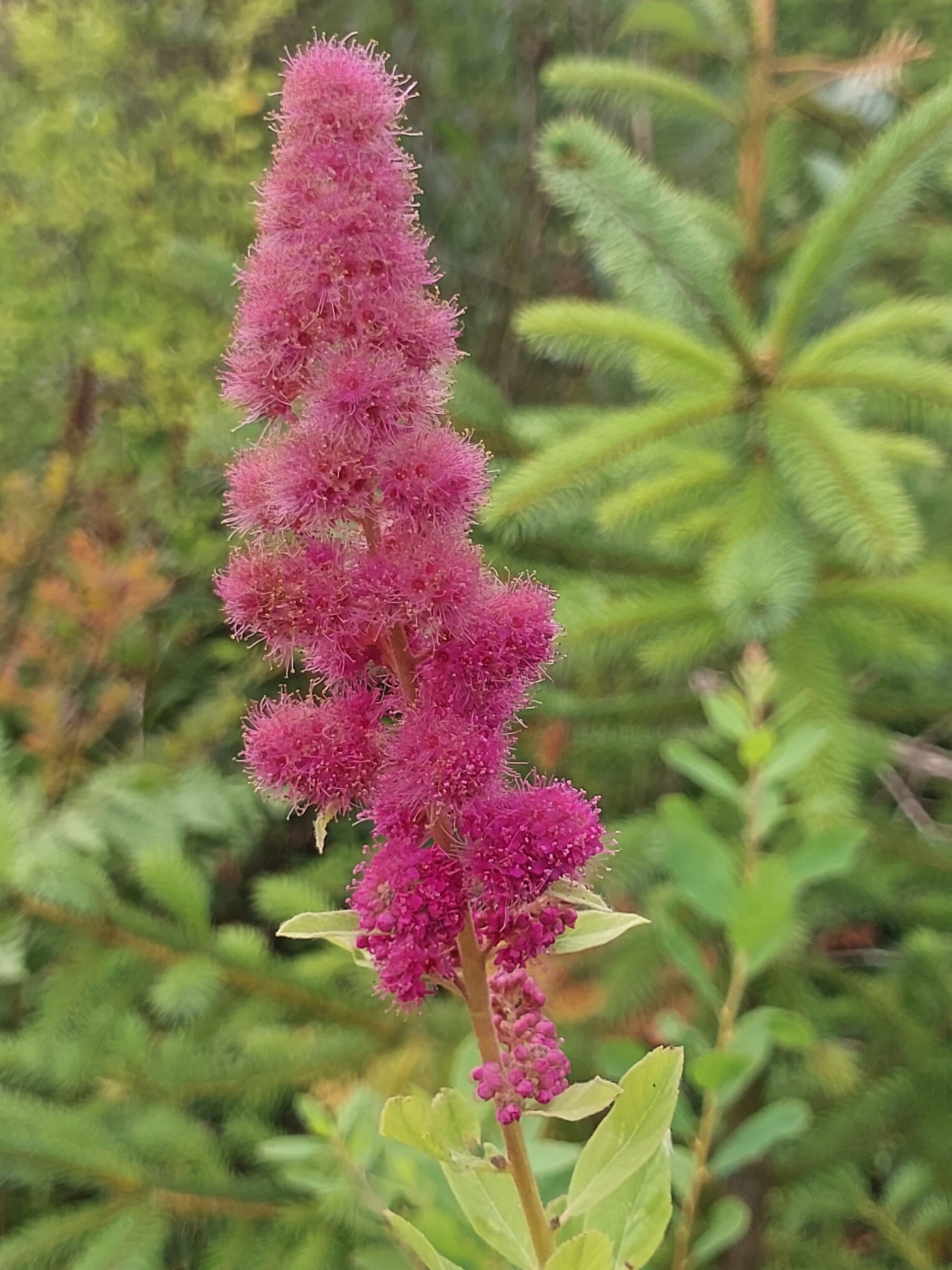 Spiraea douglasii seed (Hardhack) - Twining Vine Garden
