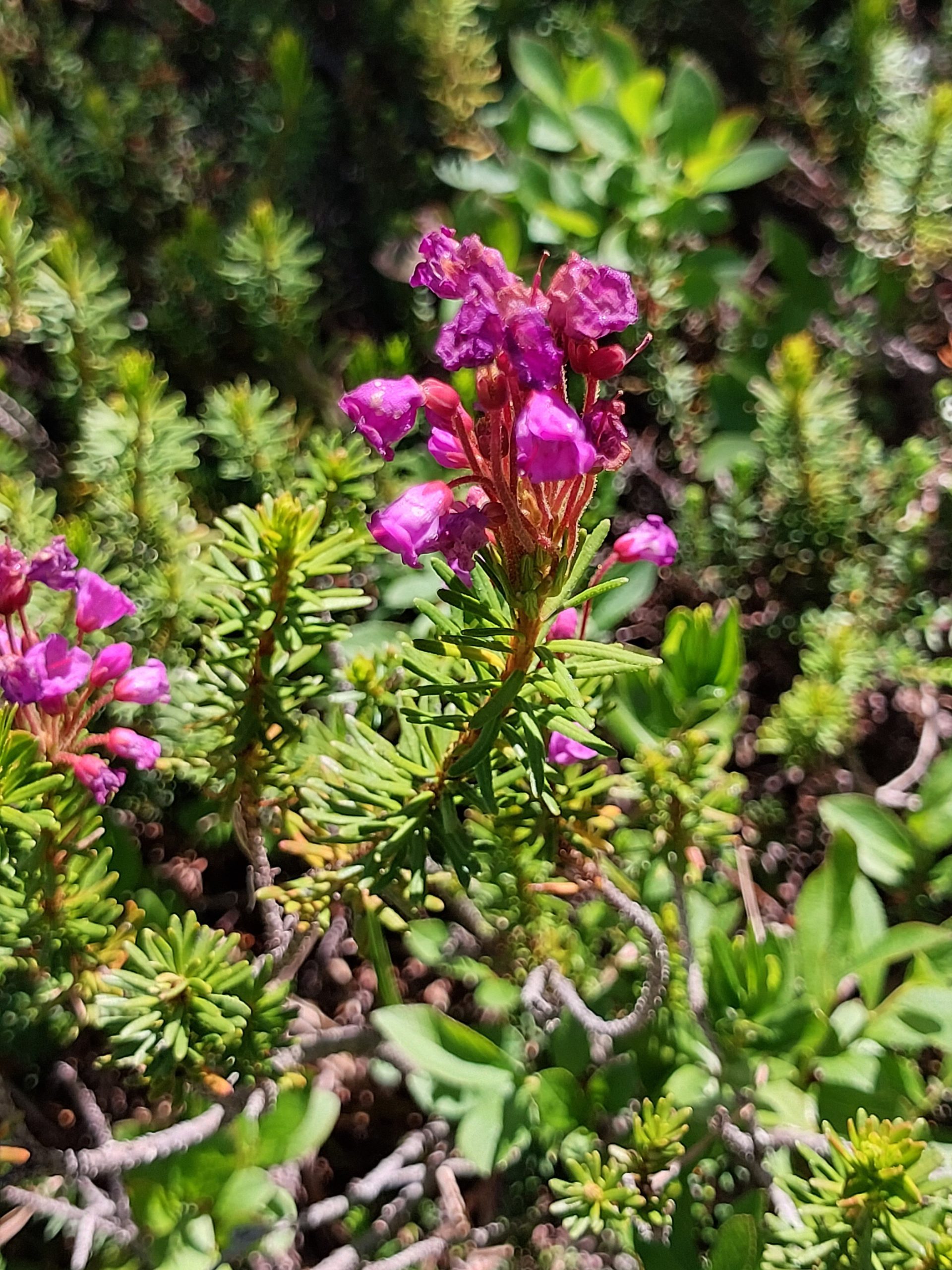 Phyllodoce empetriformis seed (Pink Mountain Heather) - Twining Vine Garden