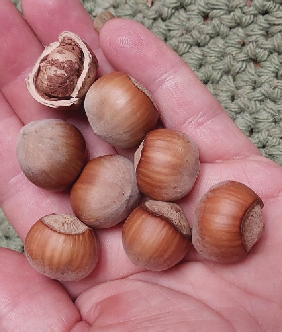 Hazelnut "Eta" seedling - Twining Vine Garden