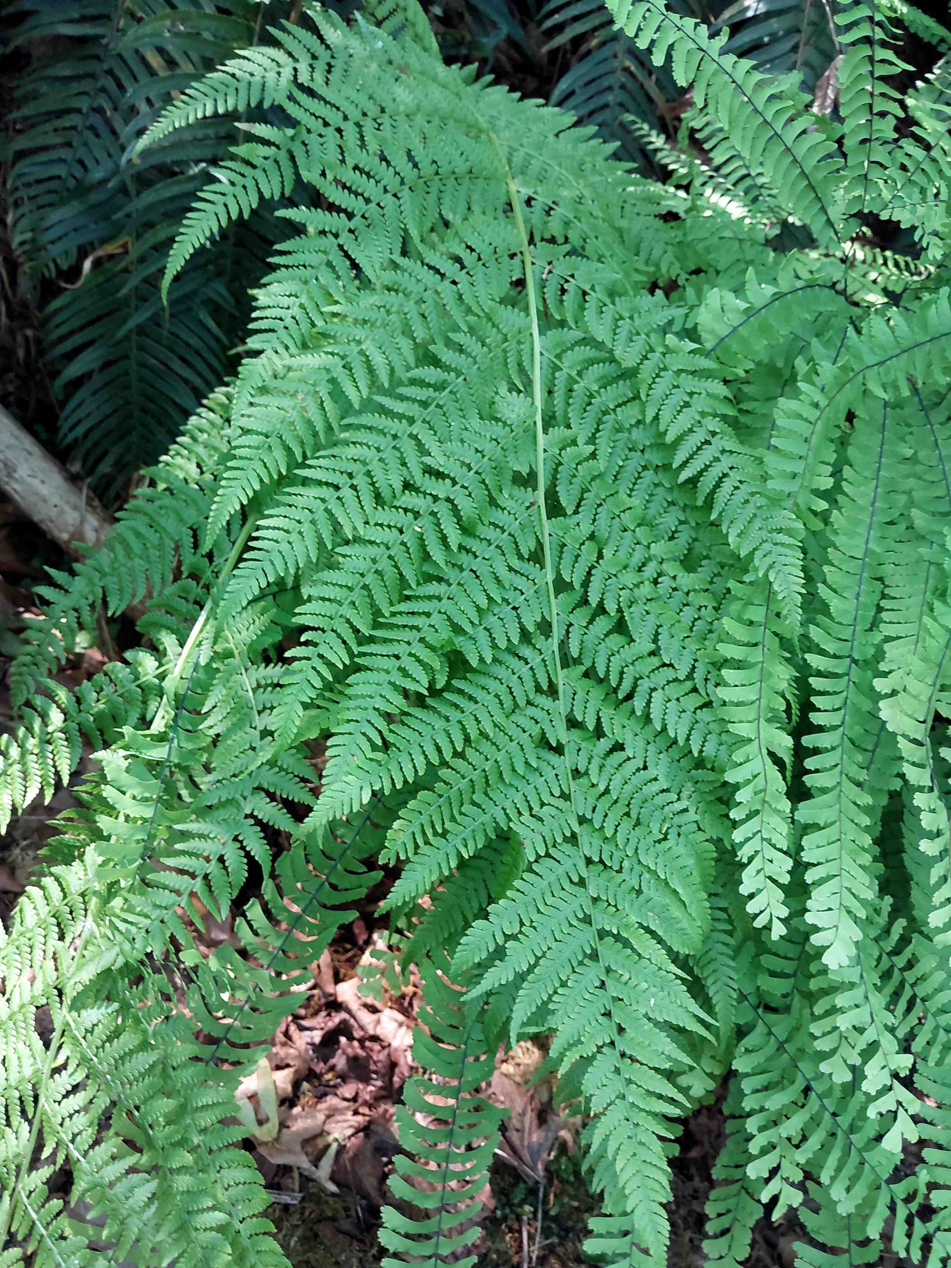 Atrium filix-femina seed (Lady Fern) - Twining Vine Garden
