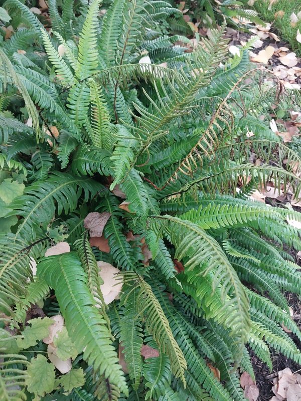 Blechnum spicant spore (Deer Fern) - Twining Vine Garden
